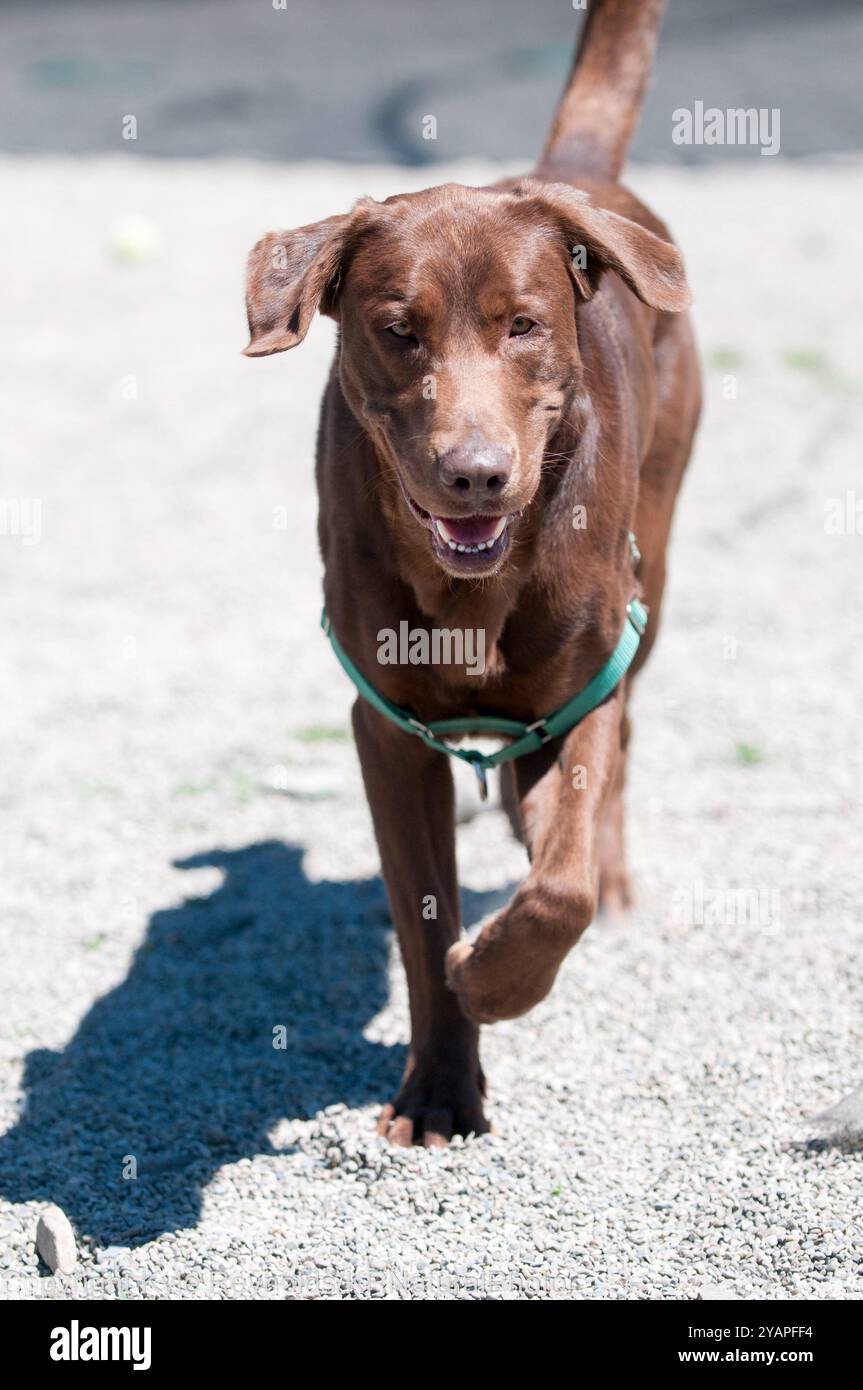 Dog trotting hi-res stock photography and images - Alamy