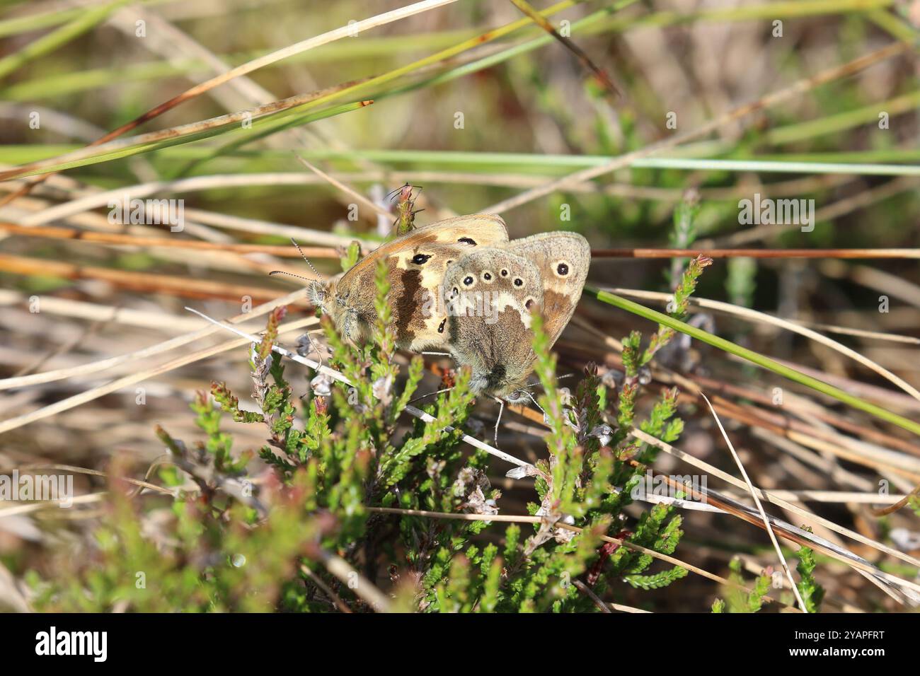 Large heath butterfly hi-res stock photography and images - Alamy