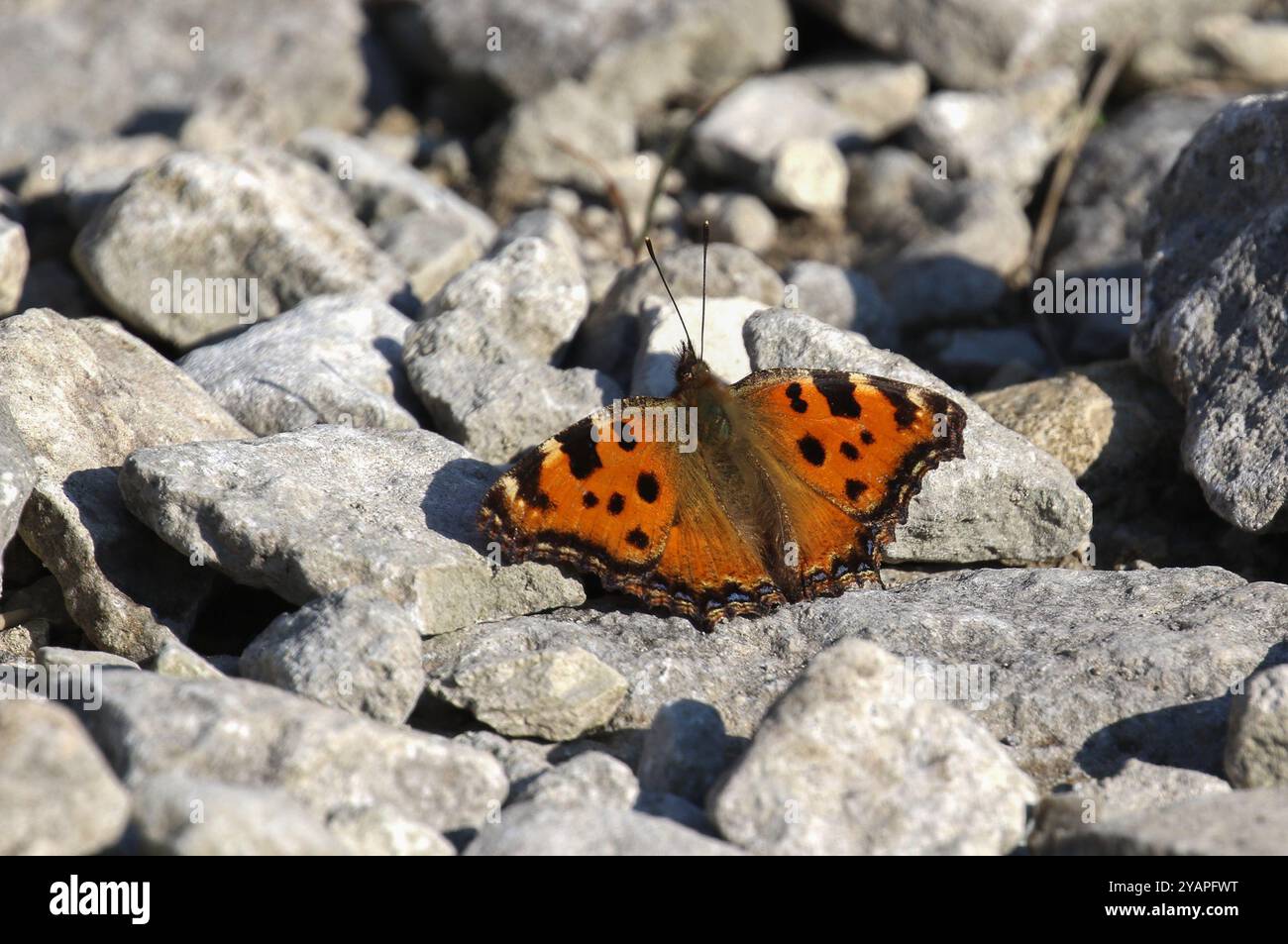 Large tortoiseshell hi-res stock photography and images - Alamy
