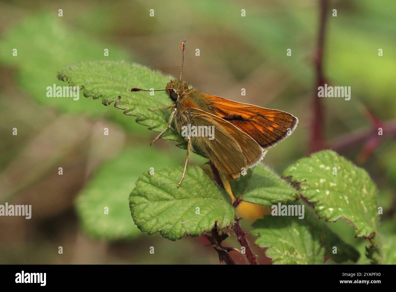 Widespread skipper hi-res stock photography and images - Alamy