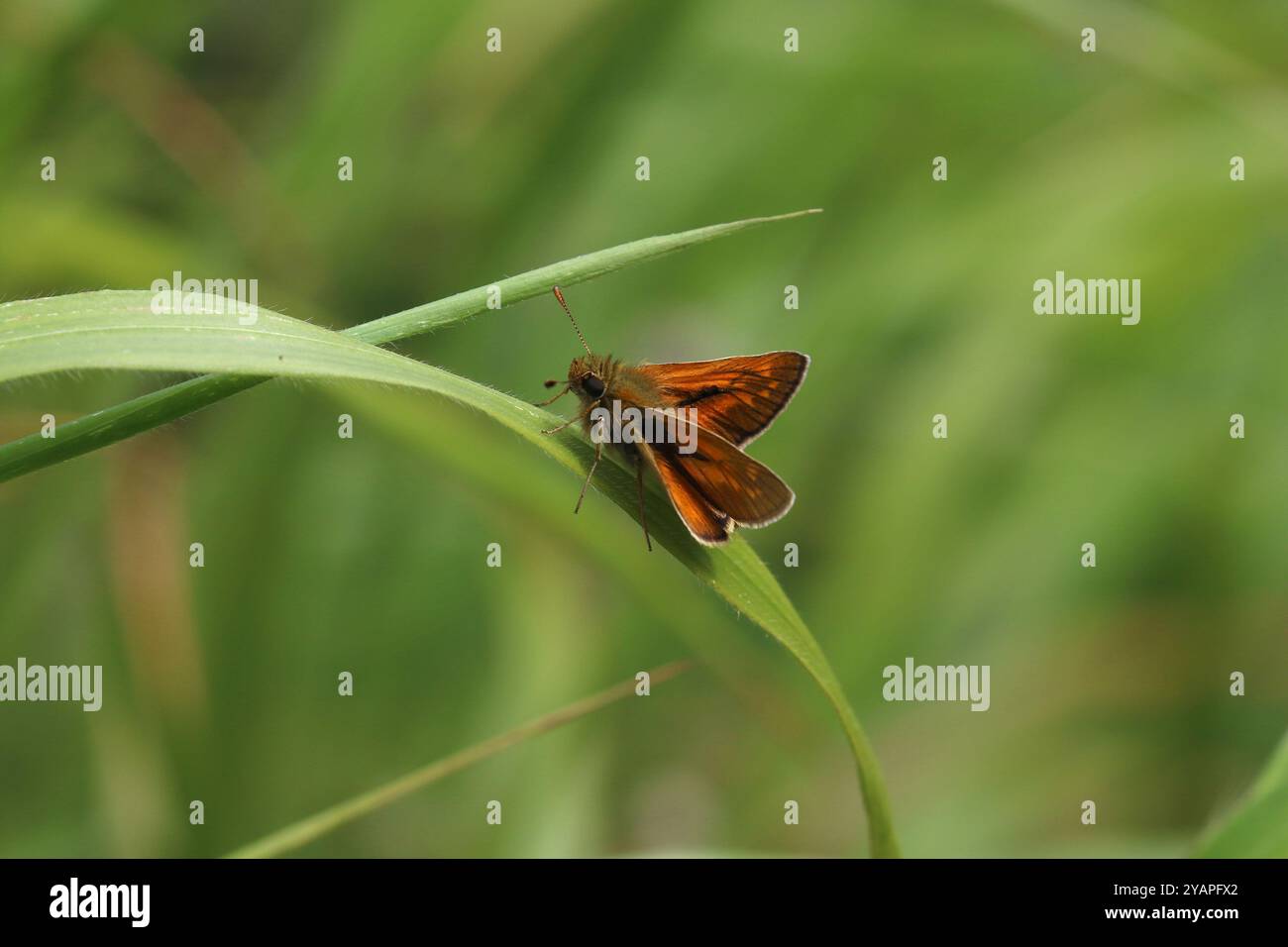 Widespread skipper hi-res stock photography and images - Alamy