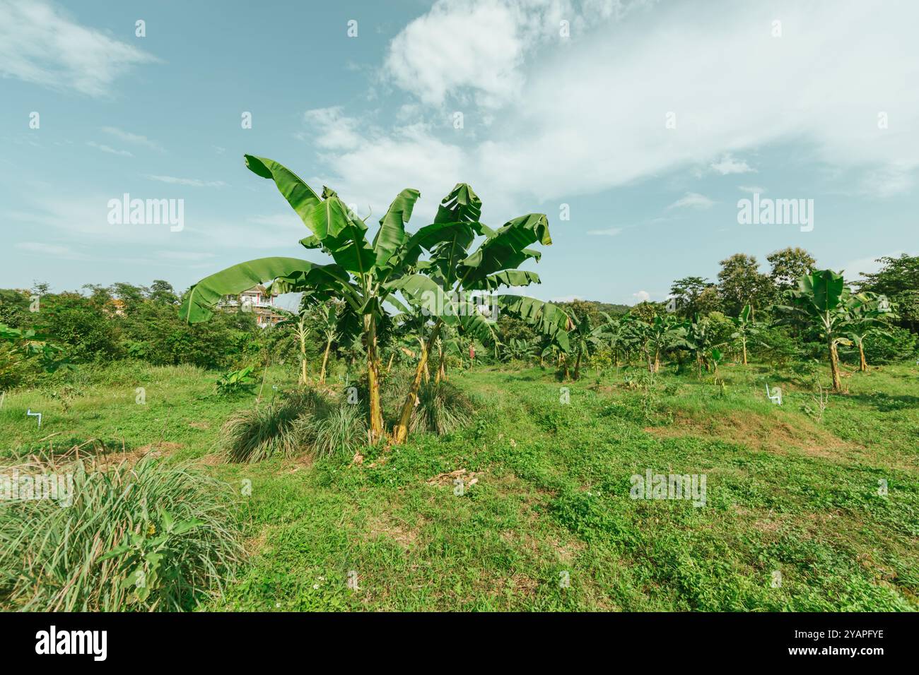 Banana tree plantation with green fields in garden and blue sky with ...