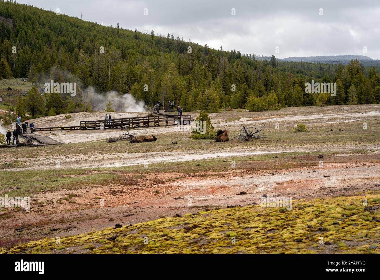 American bison bull lying hi-res stock photography and images - Alamy