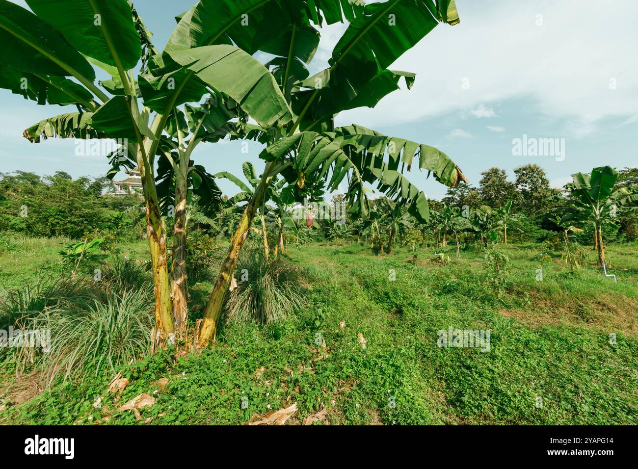 Banana tree plantation with green fields in garden and blue sky with ...