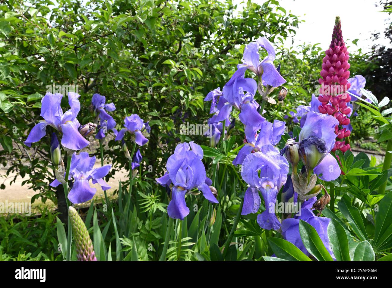 Pale blue early summer flowers of bearded iris and pink lupins growing ...