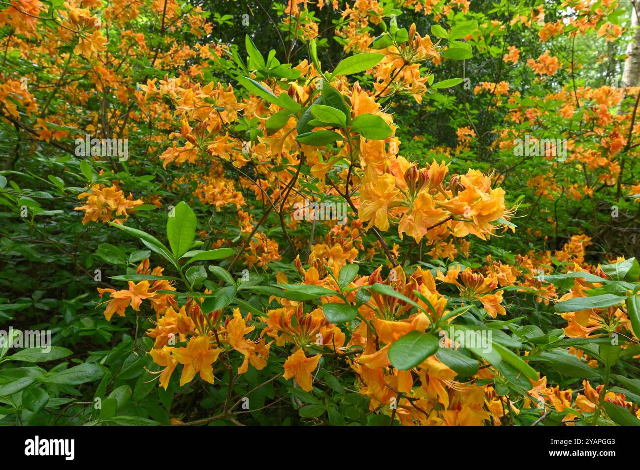 Vibrant egg yolk yellow, spring flowers of rhododendron Golden Lights ...