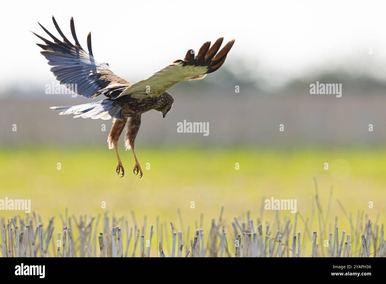 Western Marsh Harrier (Circus aeruginosus) male flying and hovering ...