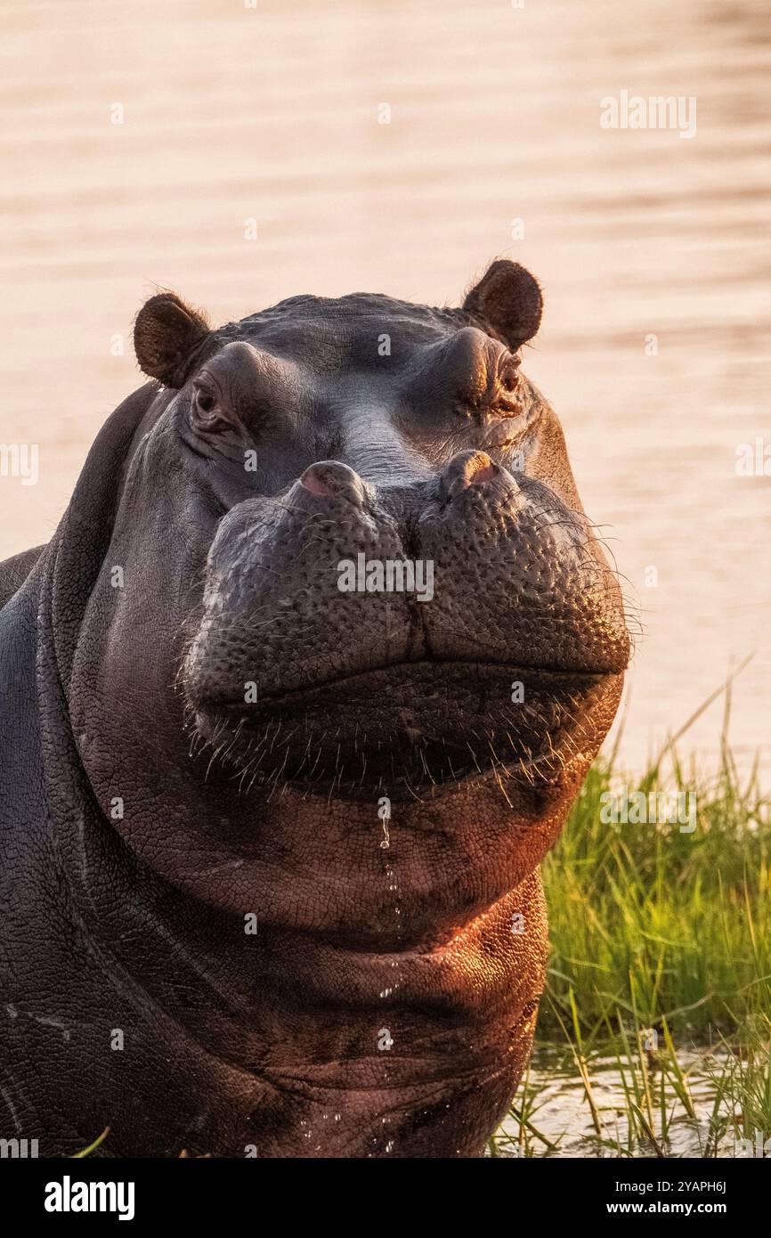 Hippopotamus, Hippopotamus amphibius, portrait of an adult hippo ...