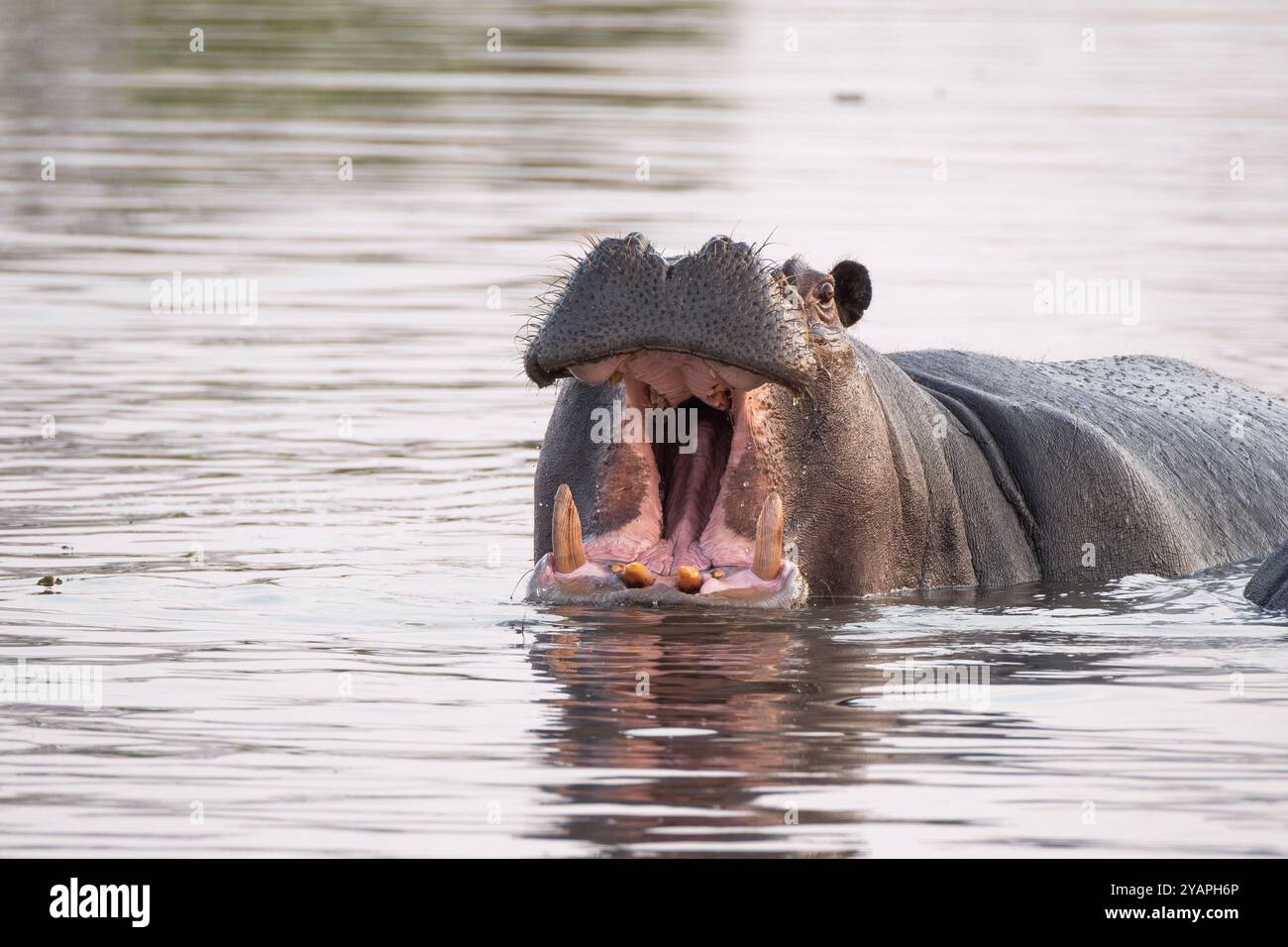 Hippopotamus mouth open, Hippopotamus amphibius, portrait of an adult ...