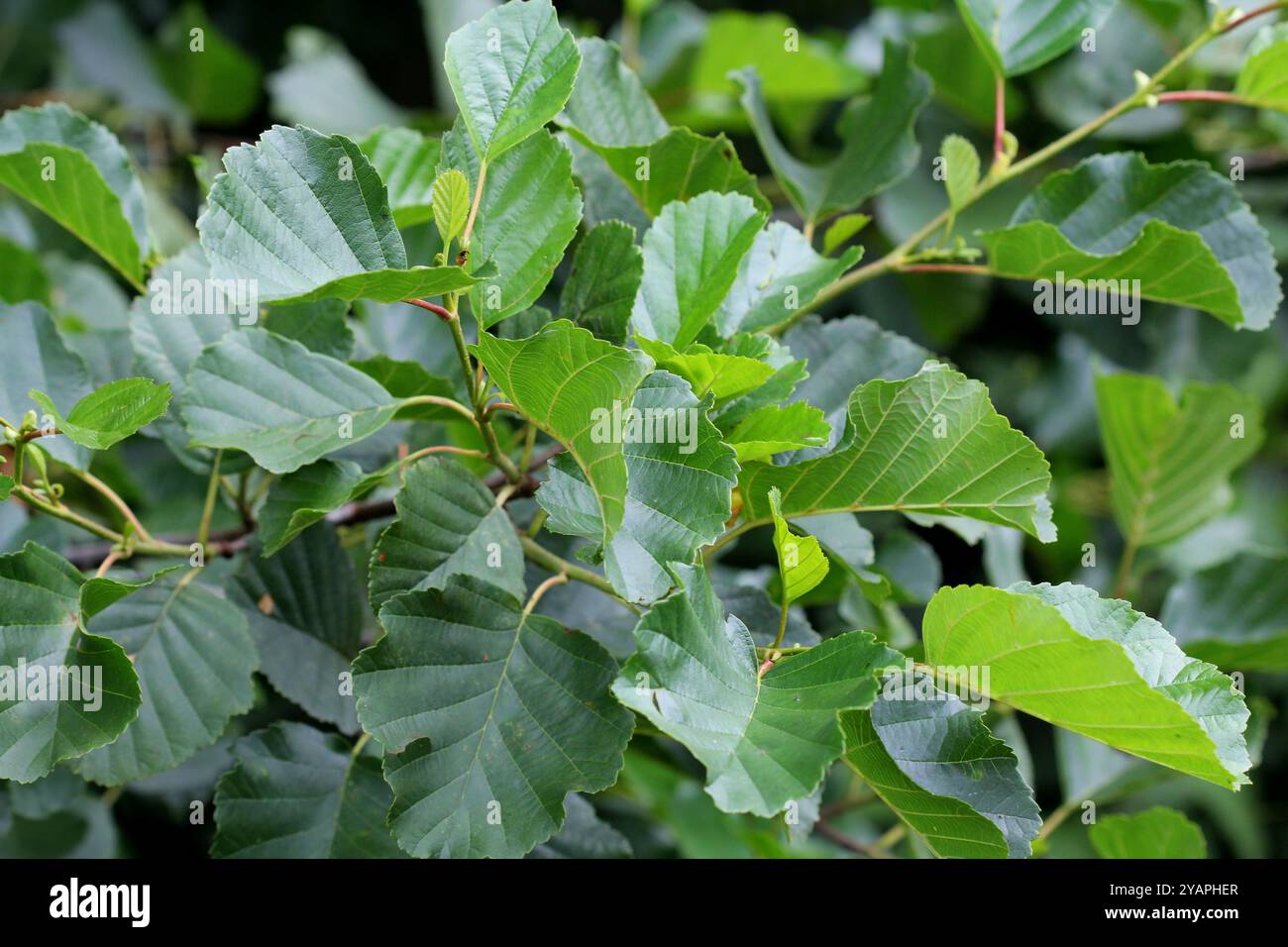 Alder tree alnus glutinosa hi-res stock photography and images - Alamy