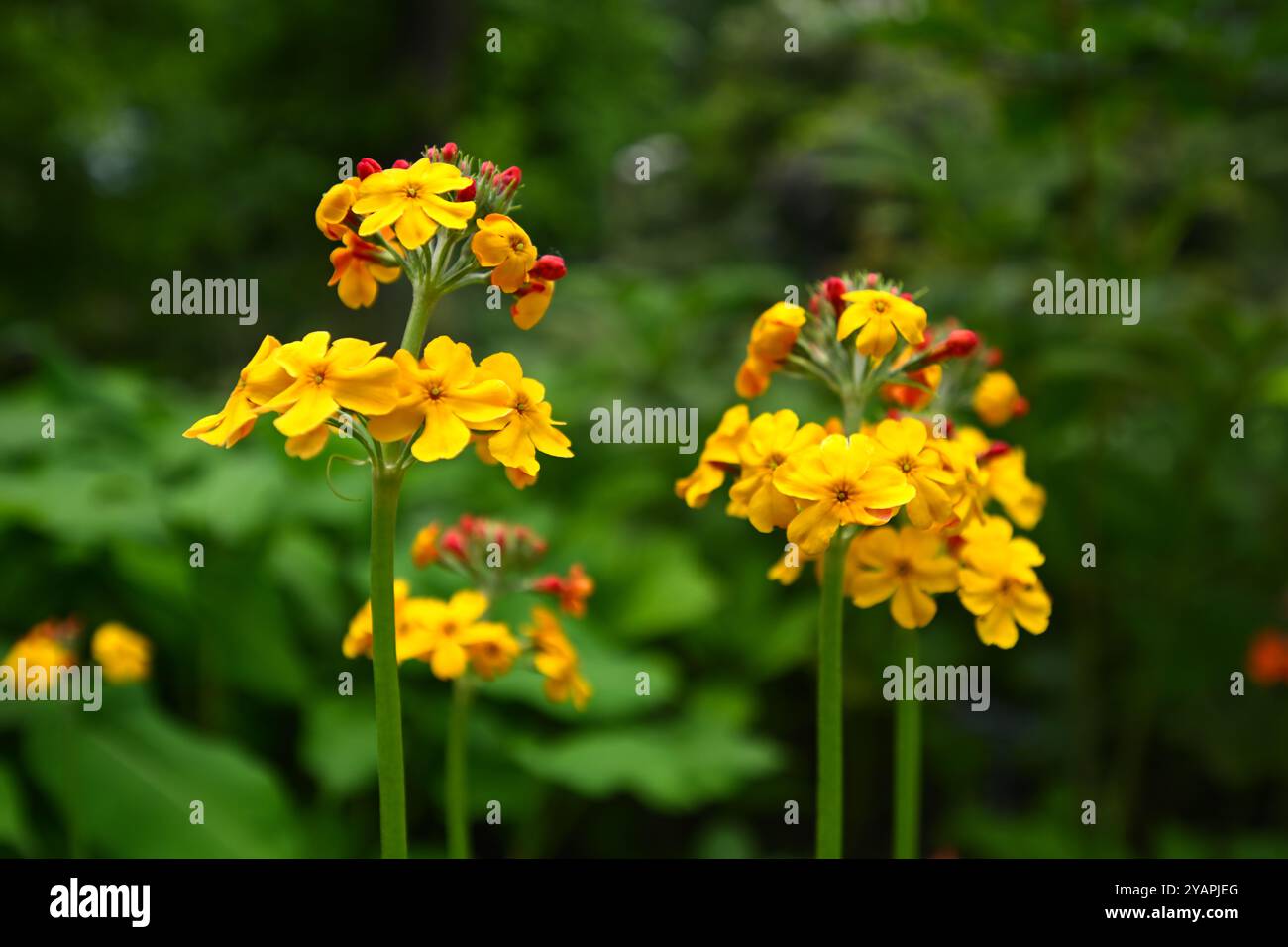 Orange spring flowers of Candelabra primroses, candelabra primulas ...