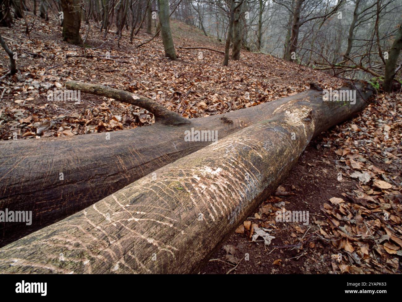Badger (Meles meles) scratch marks made by badgers sharpening ...