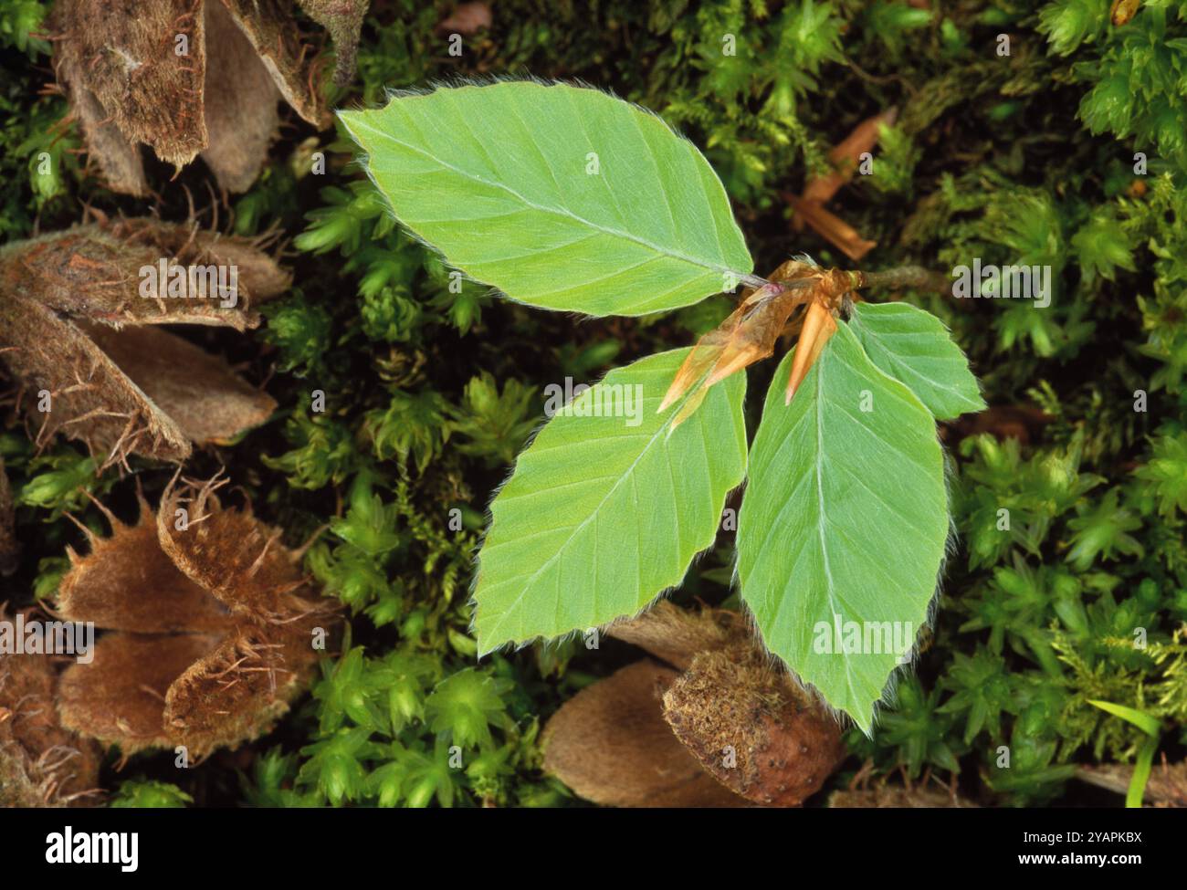 Beech (Fagus sylvatica) seedling growing on woodland floor beneath ...
