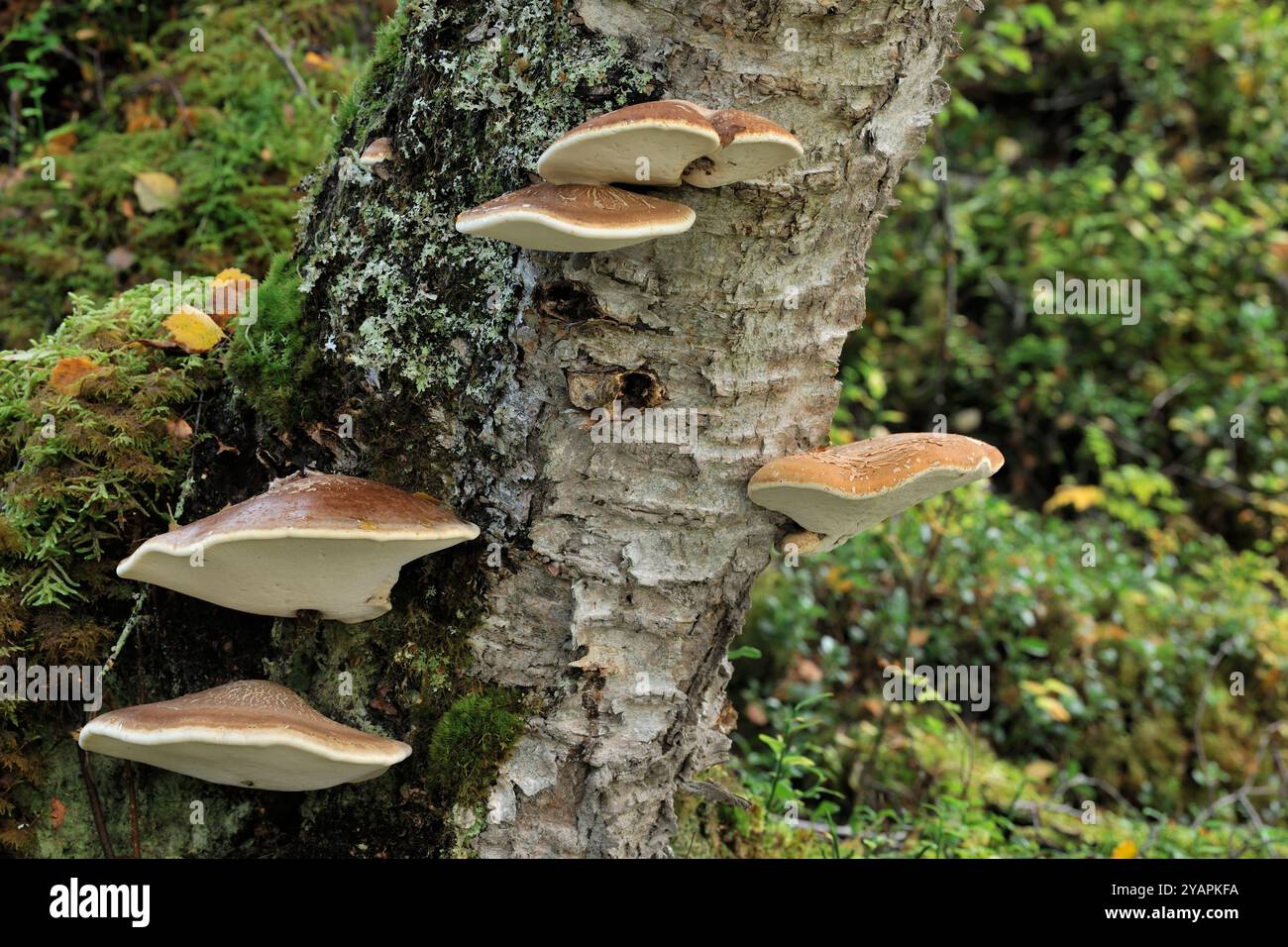 Birch Polypore fungi (Piptoporus betulinus) growing on standing silver ...