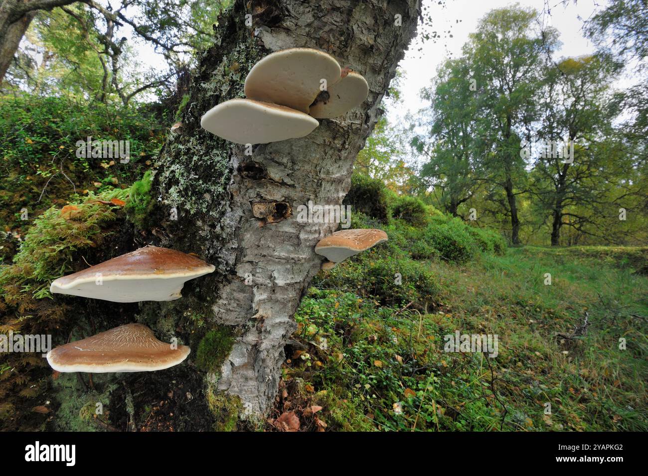 Birch Polypore fungi (Piptoporus betulinus) growing on standing silver ...