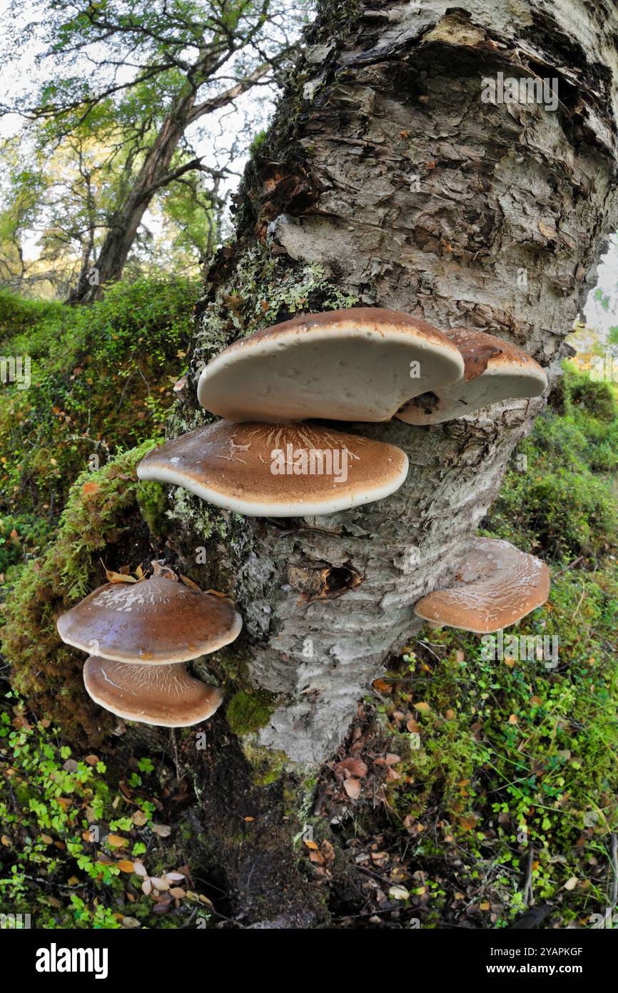 Birch Polypore fungi (Piptoporus betulinus) growing on standing silver ...