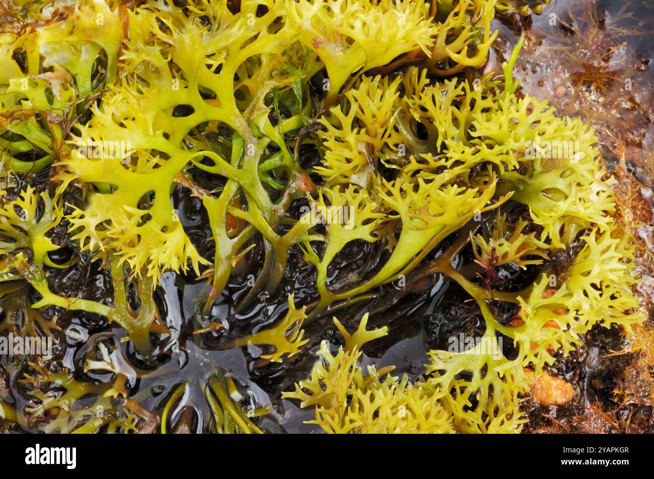 Carrageen / Irish Moss Seaweed (Chondrus crispus) exposed at low tide ...
