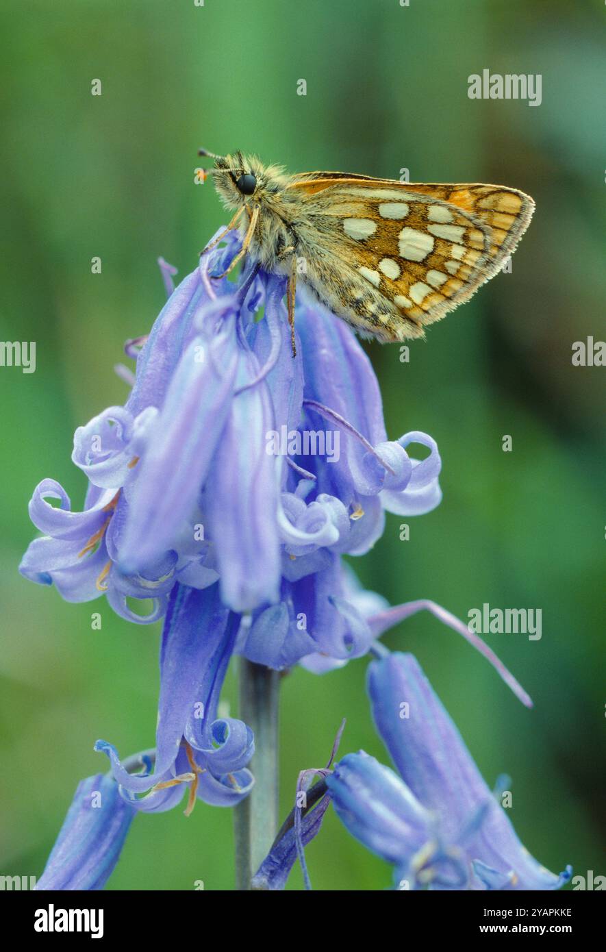 Chequered skipper butterfly (Carterocephalus palaemon) resting on ...