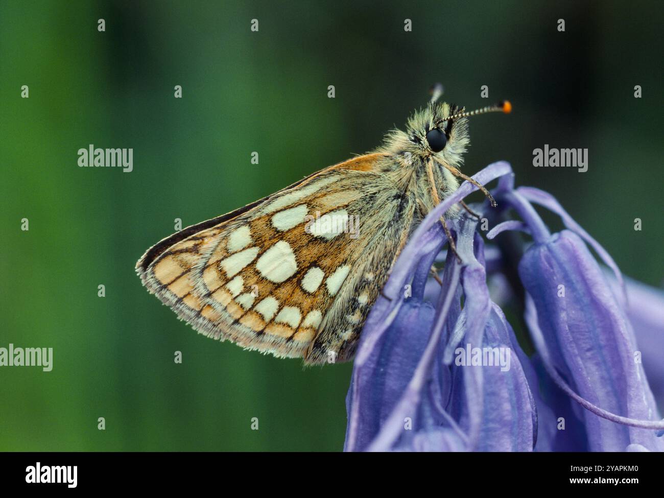 Chequered skipper butterfly (Carterocephalus palaemon) resting on ...