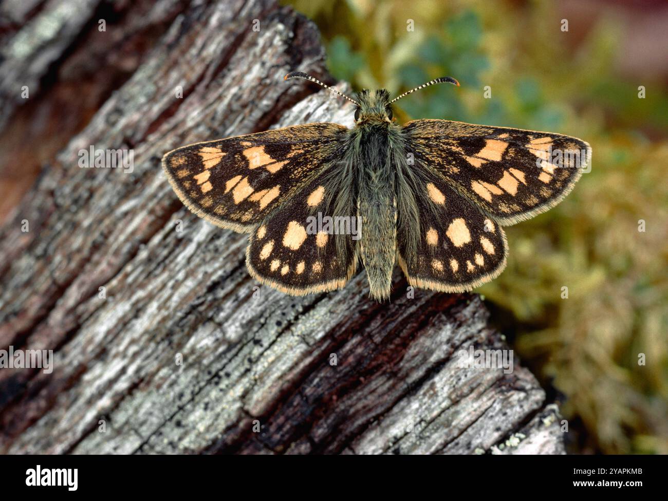 Chequered skipper butterfly (Carterocephalus palaemon) basking on dead ...