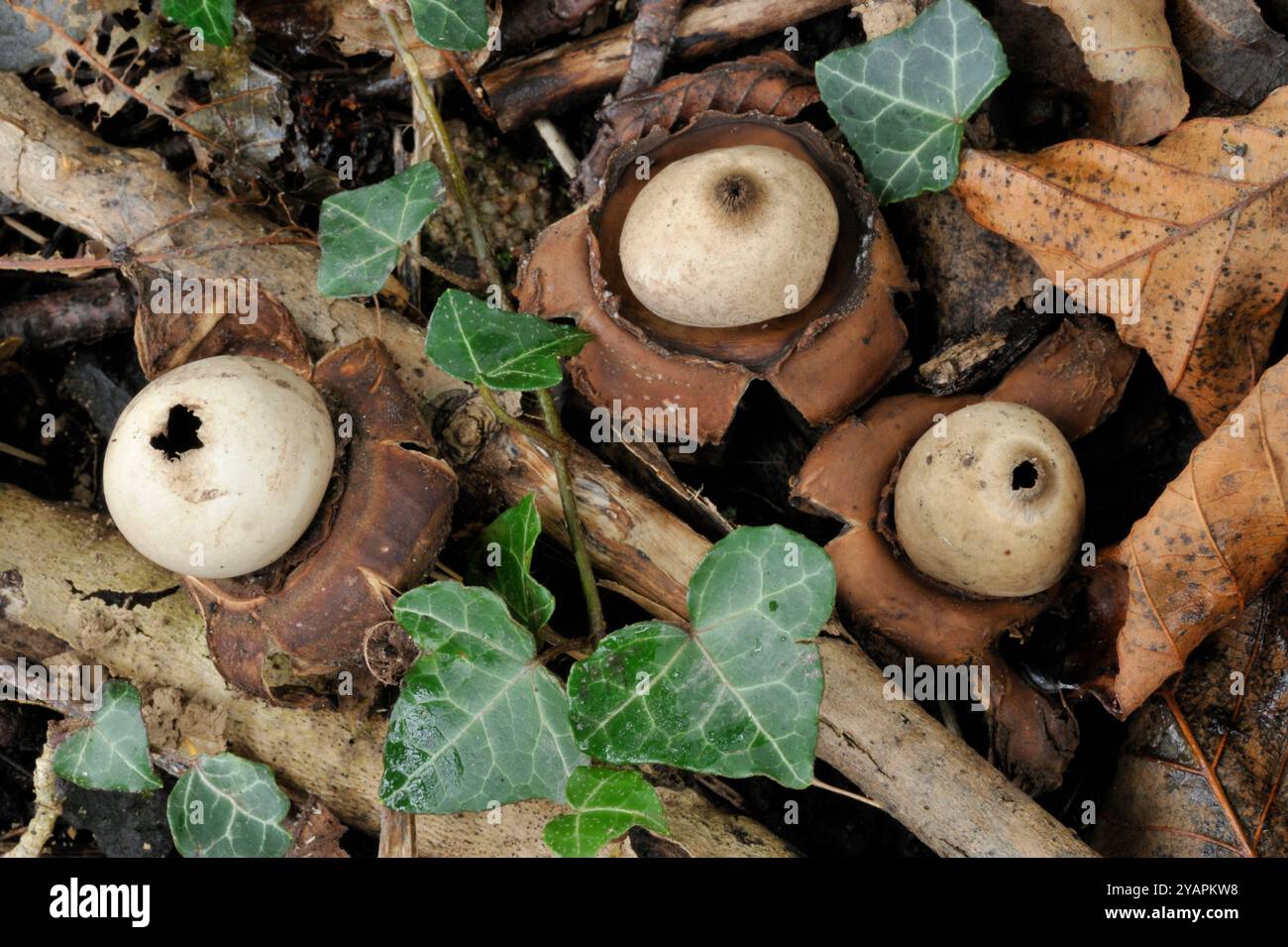 Collared Earthstar Fungi (Geastrum triplex) group of ripe fruiting ...