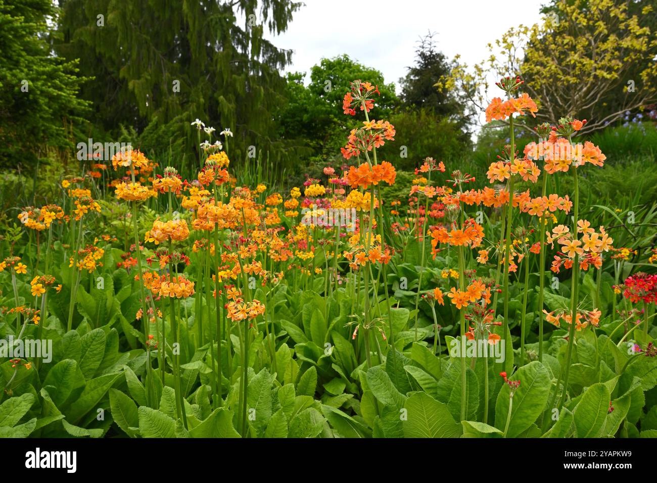 Mixed spring flowers of Candelabra primroses, Primula Candelabra ...