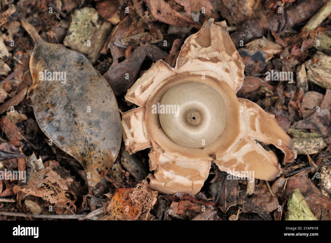 Collared Earthstar Fungi (Geastrum triplex) ripe fruiting body growing ...