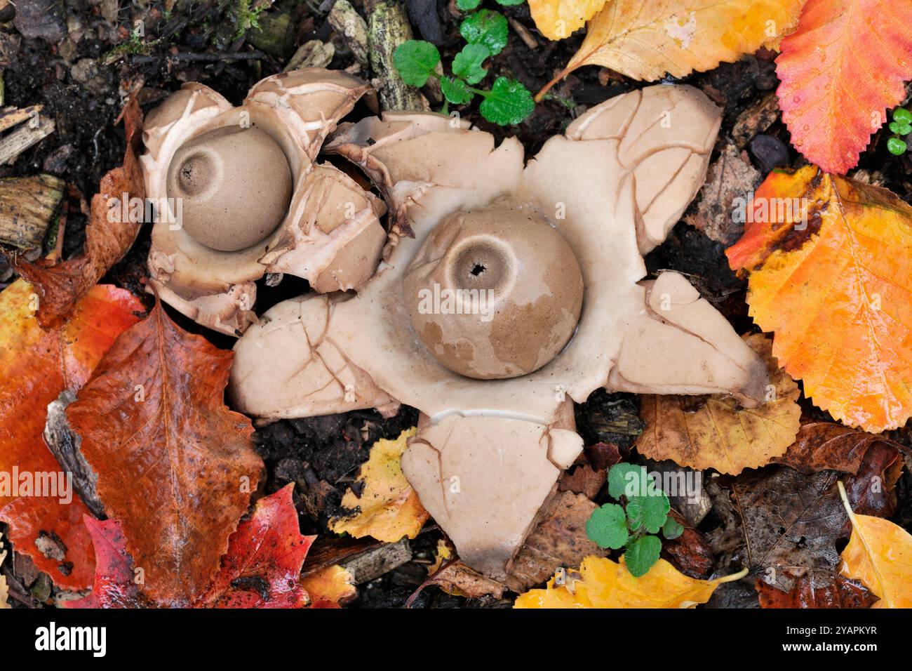Collared Earthstar Fungi (Geastrum triplex) pair of ripe fruiting ...