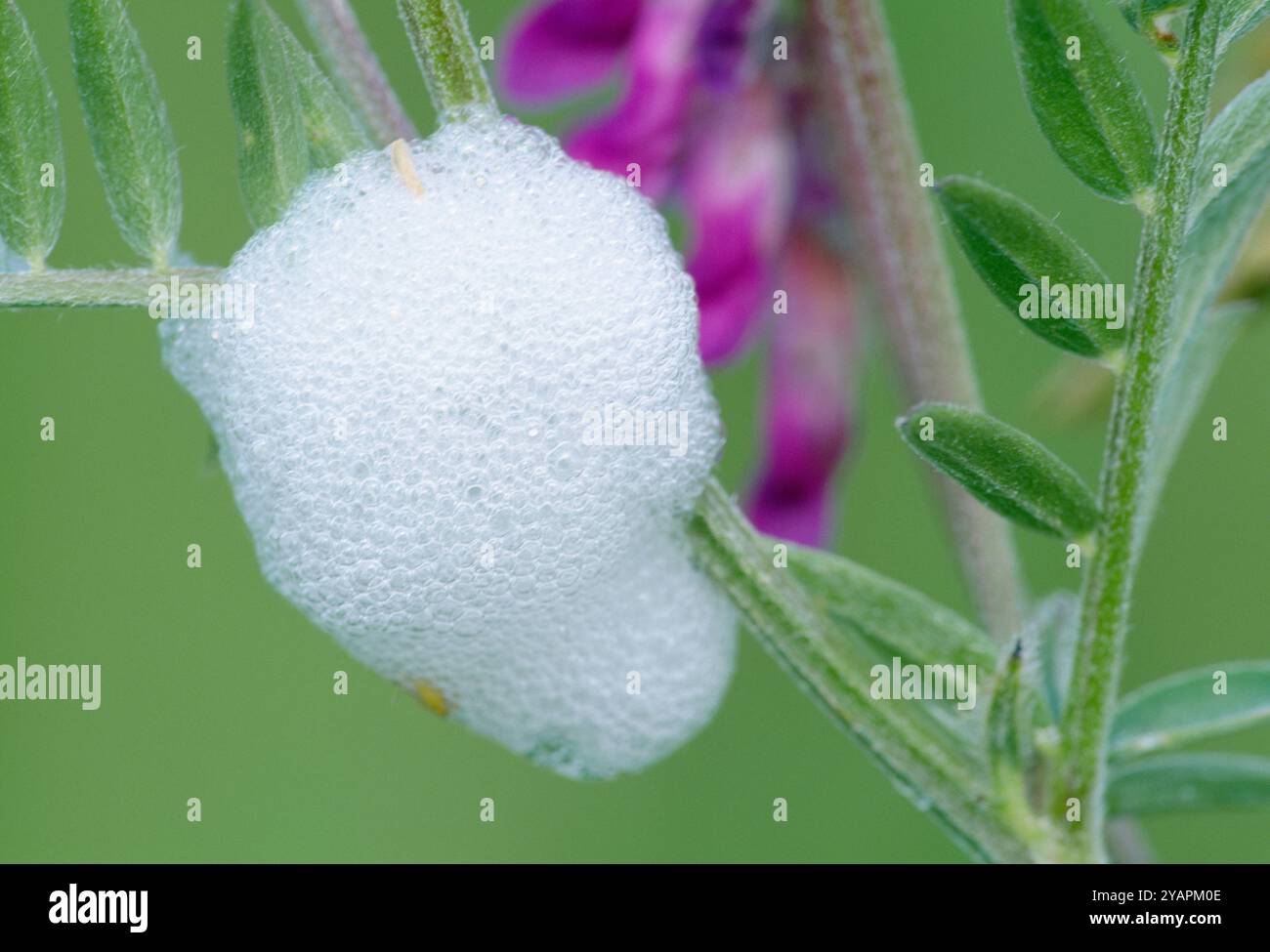 Cuckoo Spit Common Froghopper Philaenus Spumarius Protective Bio Foam Mass On Bush Vetch