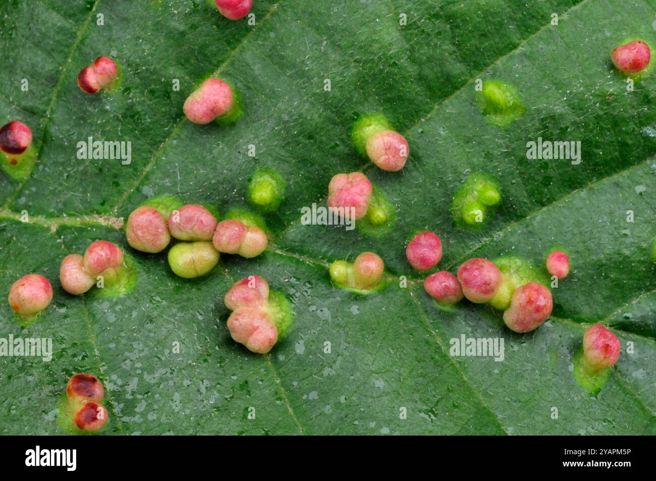 Galls induced by the mite, Eriophyes laevis inangulis, on the surface ...