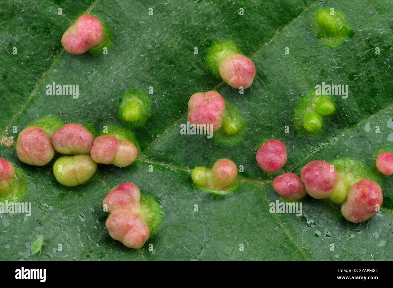 Galls induced by the mite, Eriophyes laevis inangulis, on the surface ...