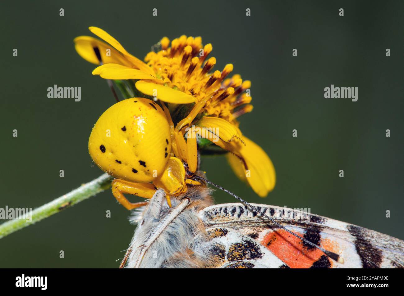 White-banded Crab Spider (Misumenoides formosipes) with prey Stock ...