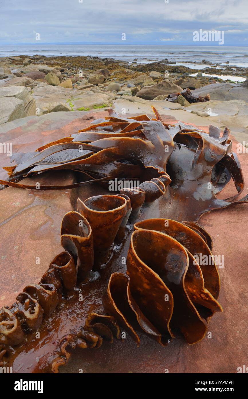 Furbelows Seaweed (Saccorhiza polyschides) stipe and frond of whole ...