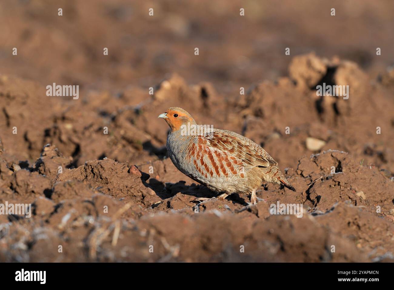 Laurie partridge hi-res stock photography and images - Alamy