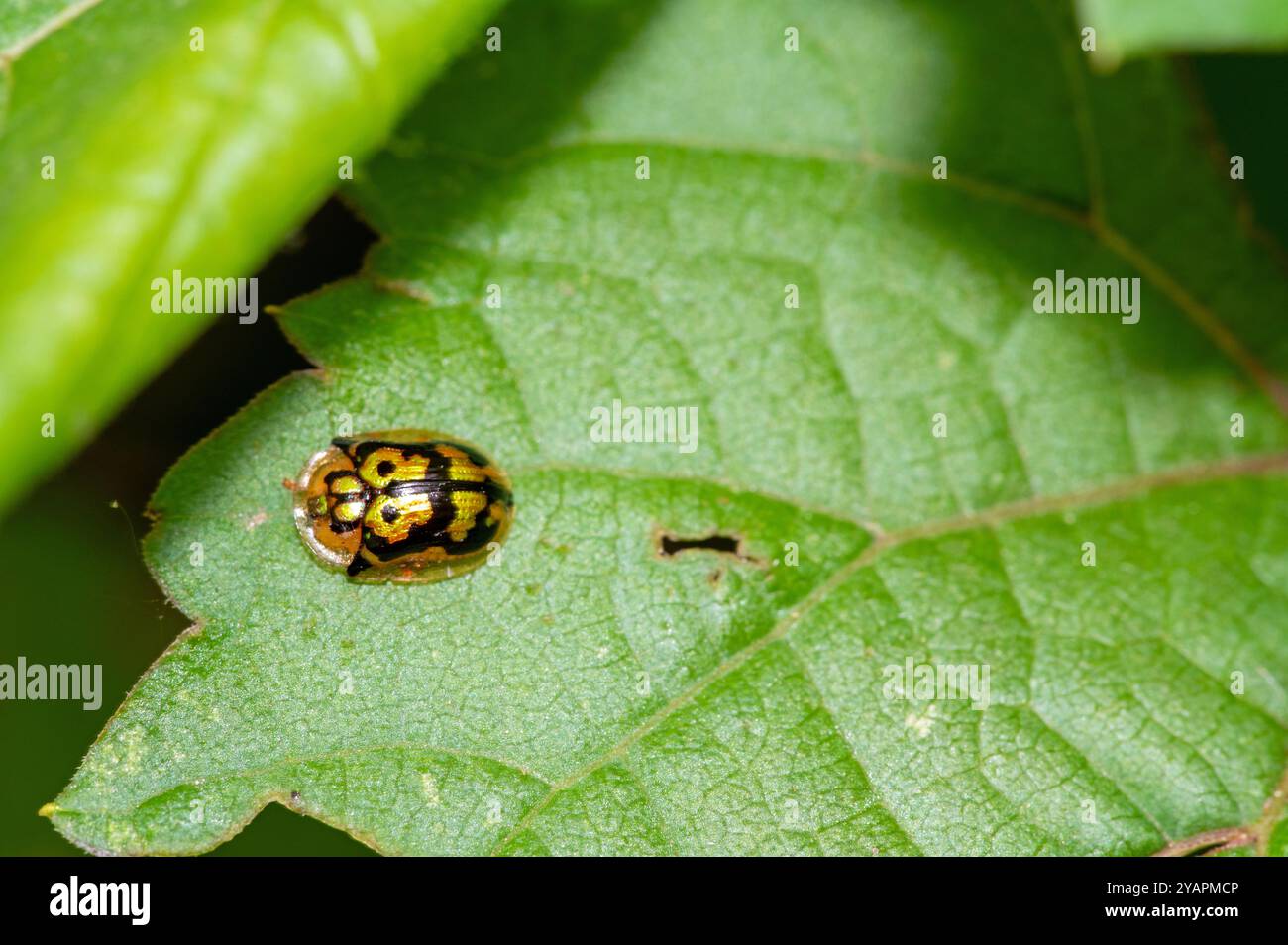 Mottled Tortoise Beetle (Deloyala guttata Stock Photo - Alamy