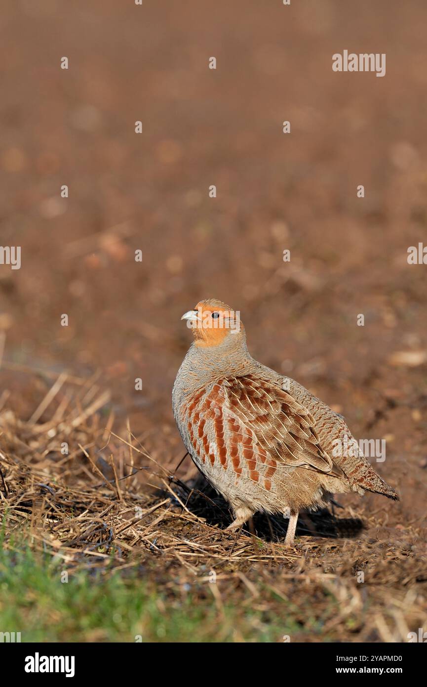 Laurie partridge hi-res stock photography and images - Alamy
