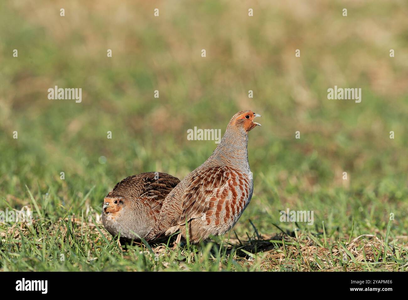 Grey partridge uk hi-res stock photography and images - Alamy