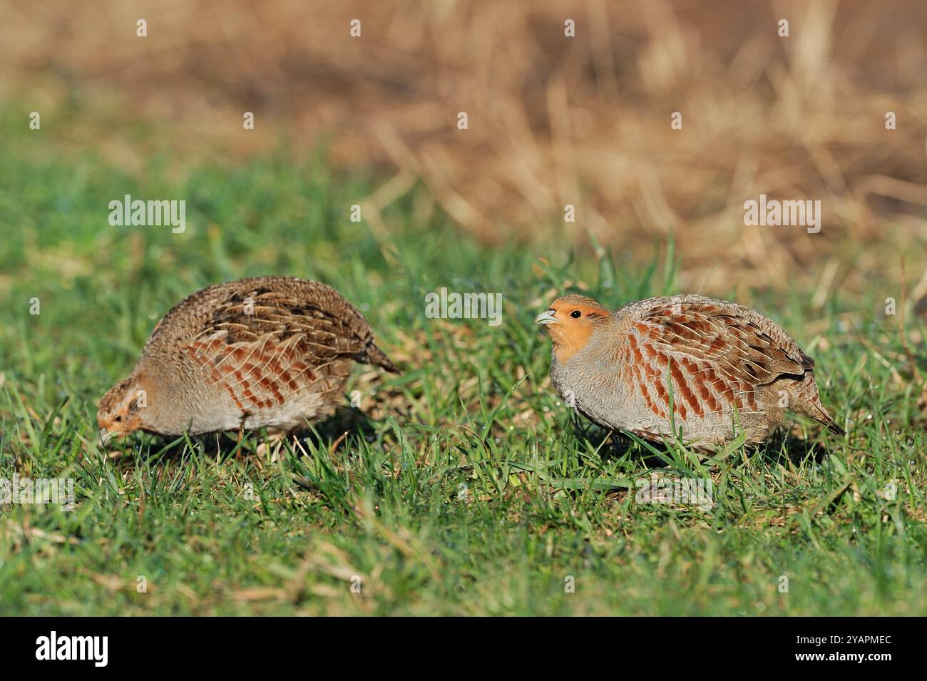 Grey Partridge (Perdix perdix) pair foraging on margin of arable field ...
