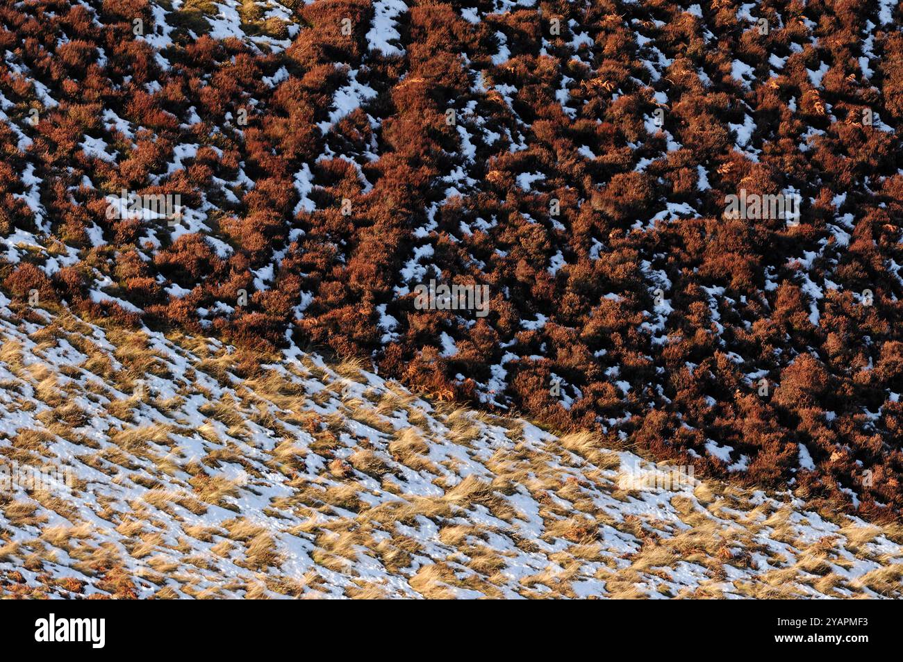 Ling Heather (Calluna vulgaris) showing the edge of an area of managed ...
