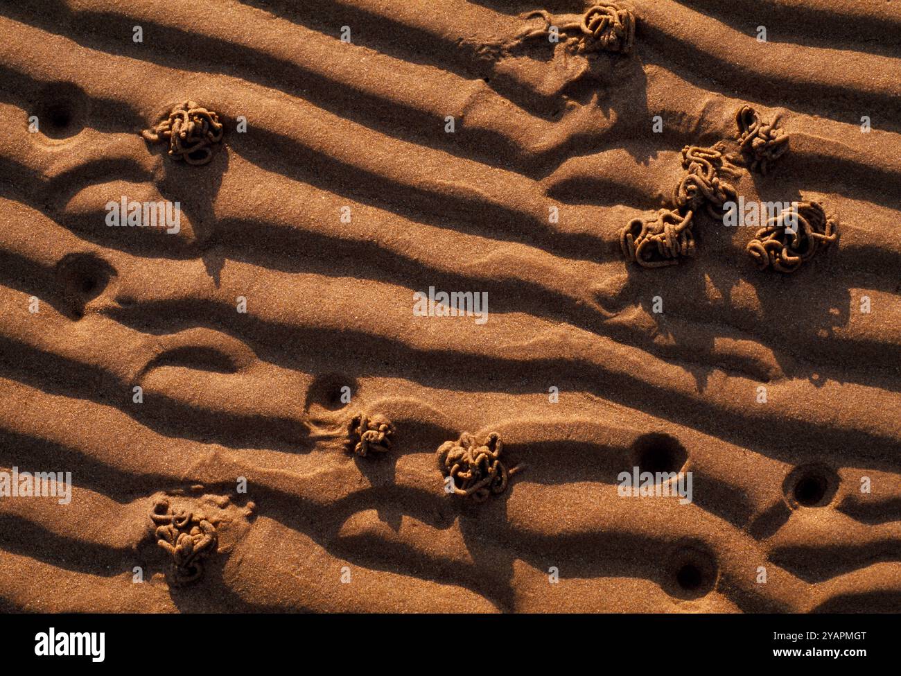 Lugworm (Arenicola marina) entrances to burrows and resulting casts of ...