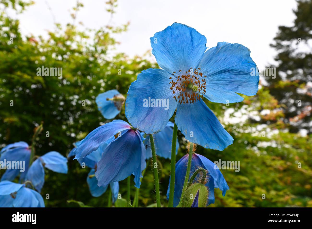 Blue spring flowers of meconopsis or Himalayan blue poppy in UK garden ...