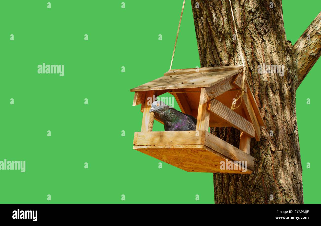 Colorful wooden birdhouse hanging on a tree with pigeon resting inside ...