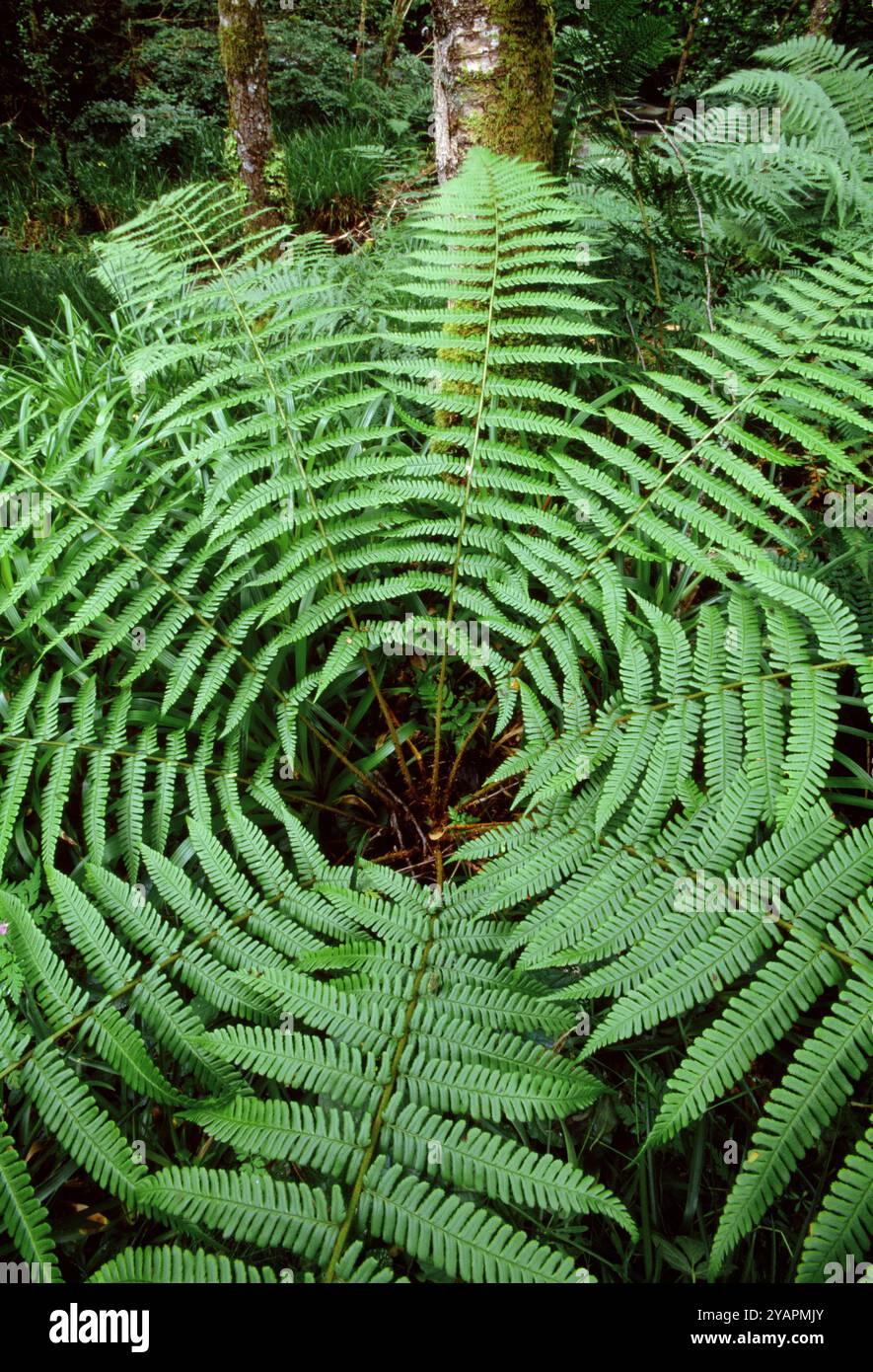Individual fronds hi-res stock photography and images - Alamy