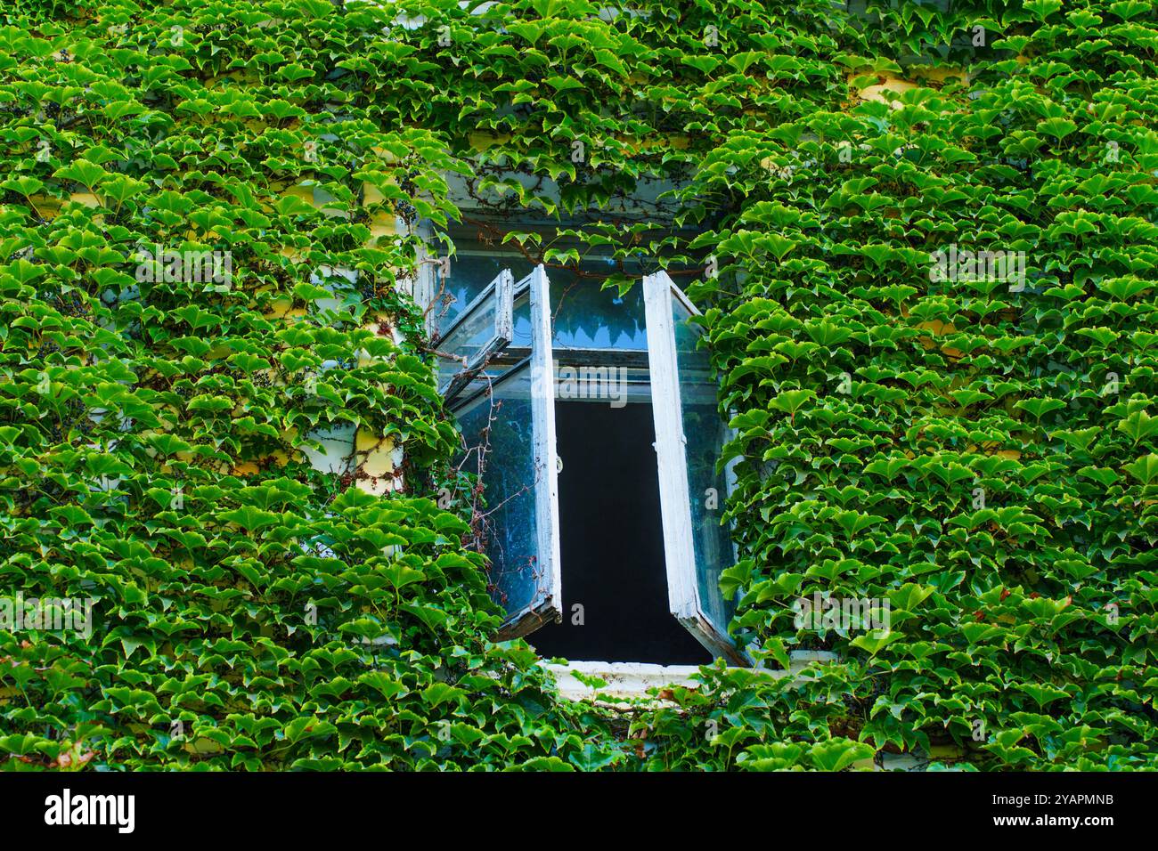 Charming open window surrounded by vibrant green ivy, adding a touch of ...