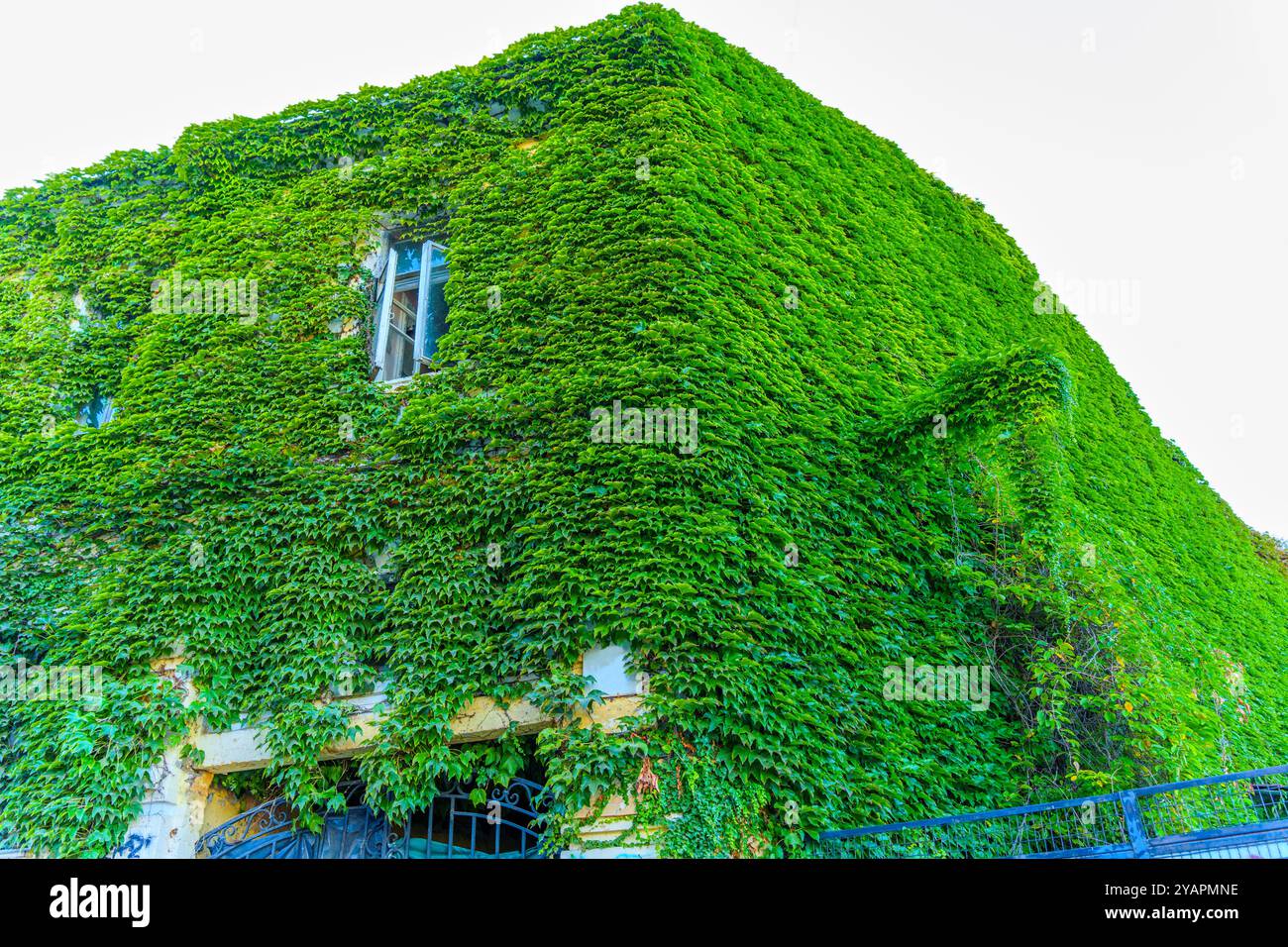 Ivy-covered building corner with open windows, highlighting the ...