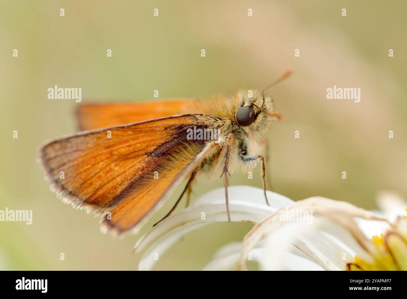 Small Skipper Butterfly (Thymelicus sylvestris) resting on an ox-eye ...