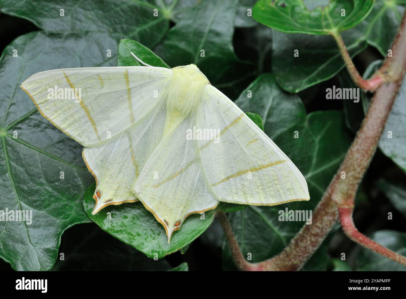 Swallow-tailed Moth (Ourapteryx sambucaria) resting on ivy leaves ...