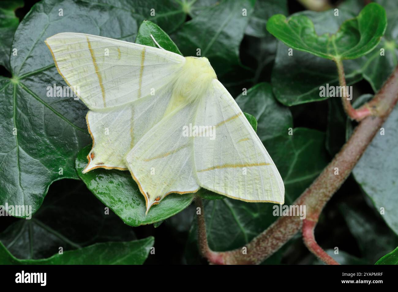 Swallow-tailed Moth (Ourapteryx sambucaria) resting on ivy leaves ...
