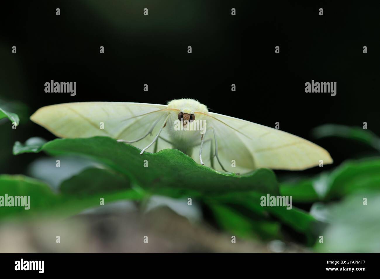 Swallow-tailed Moth (Ourapteryx sambucaria) resting on ivy leaves ...