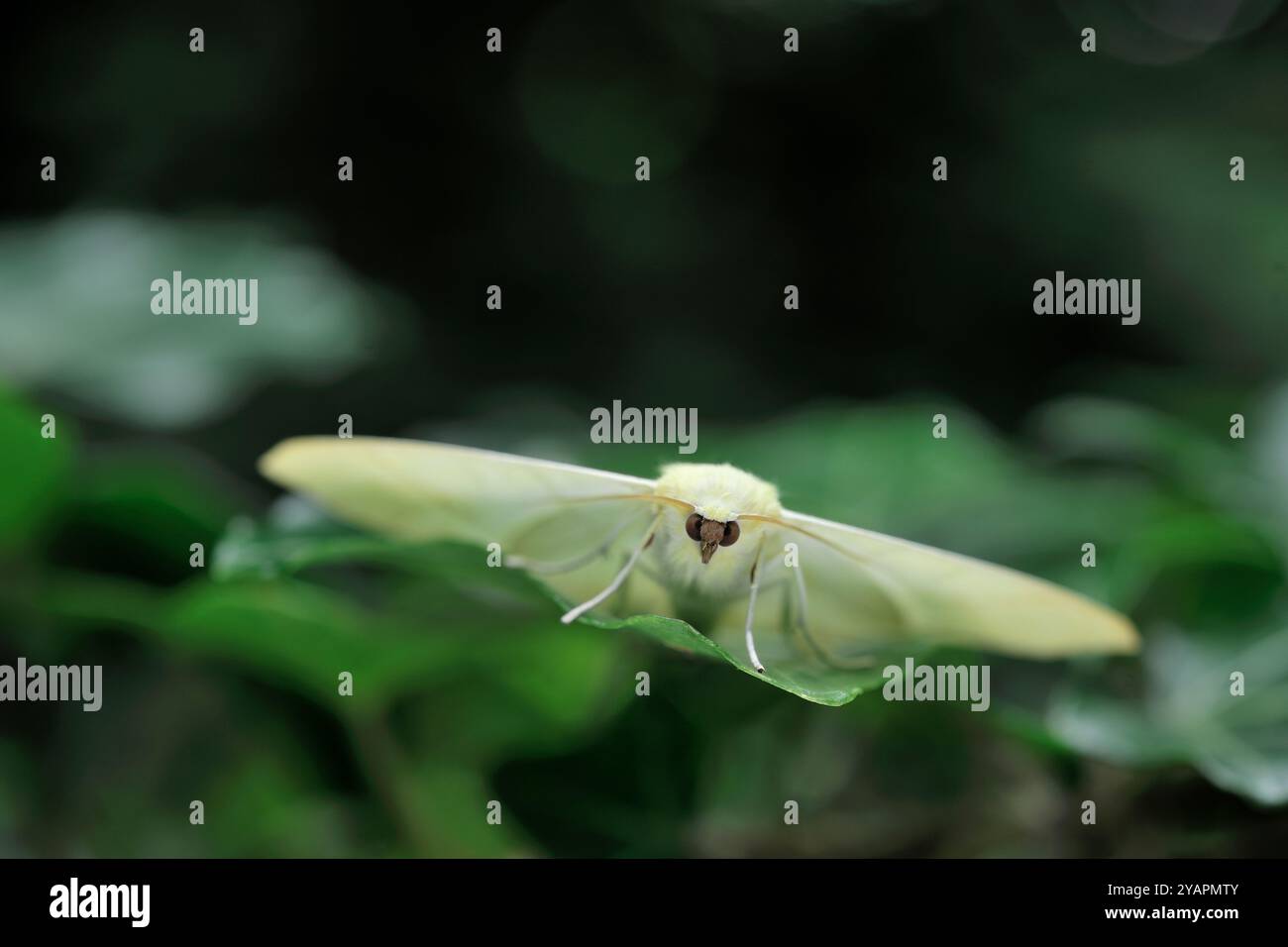 Swallow-tailed Moth (Ourapteryx sambucaria) resting on ivy leaves ...